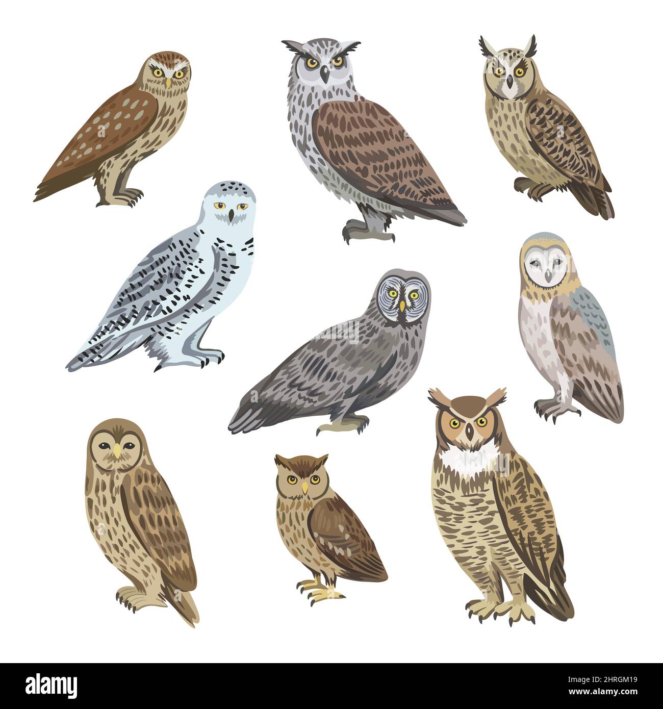 Big set of different species of owls, barn, polar, eagle, long-eared ...