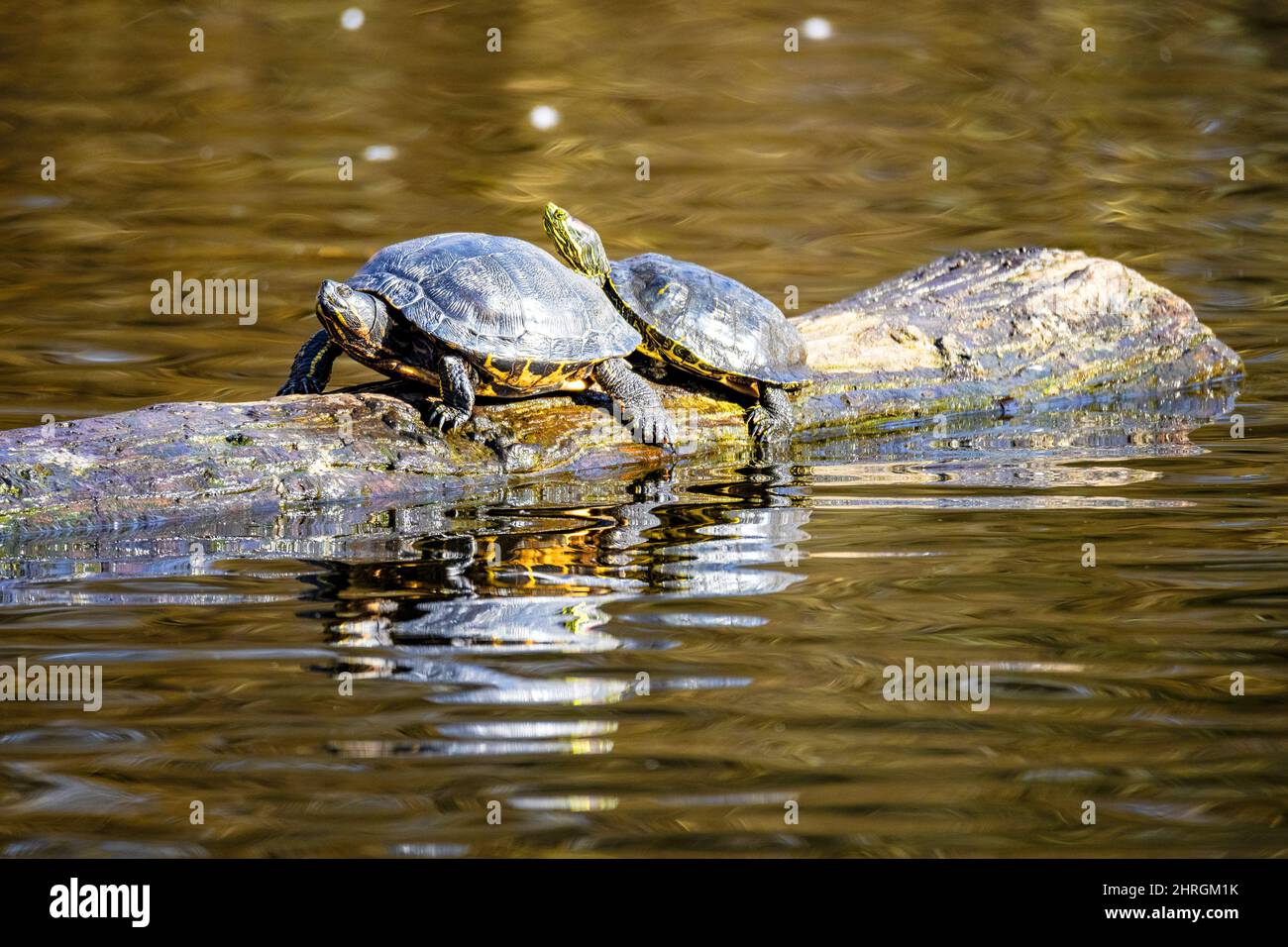 Turtles sunning on a log Stock Photo - Alamy