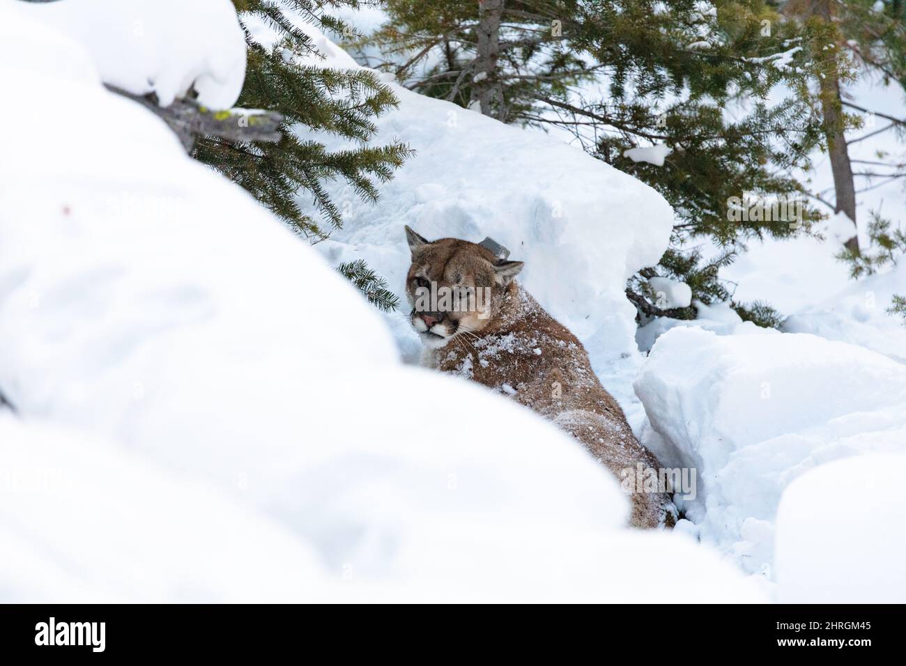 Park Service wildlife biologists return a male cougar to the wild after ...