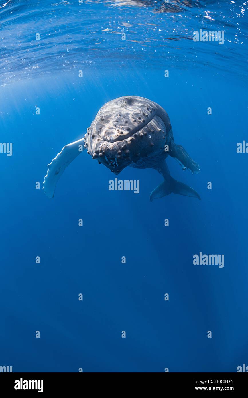 curious juvenile female humpback whale, Megaptera novaeangliae, showing ...