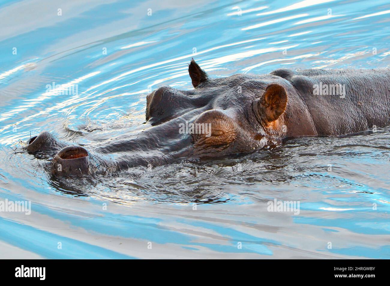 Hippo in the water, closed eyes, protruding nose, eyes and ears out of ...