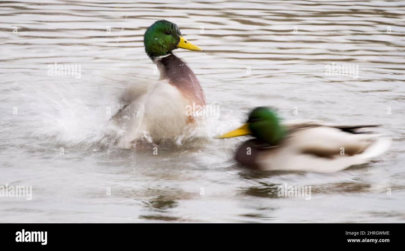 Ducks shake their feathers as they swim in Burnaby Lake in Burnaby, B.C ...