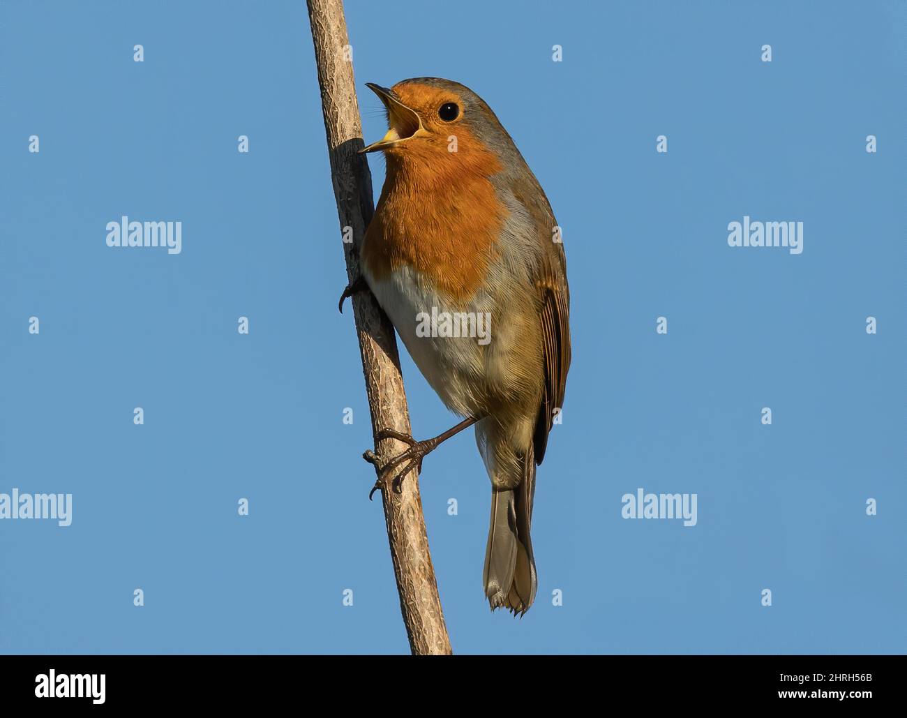A close up of a European robin bird singing Stock Photo - Alamy