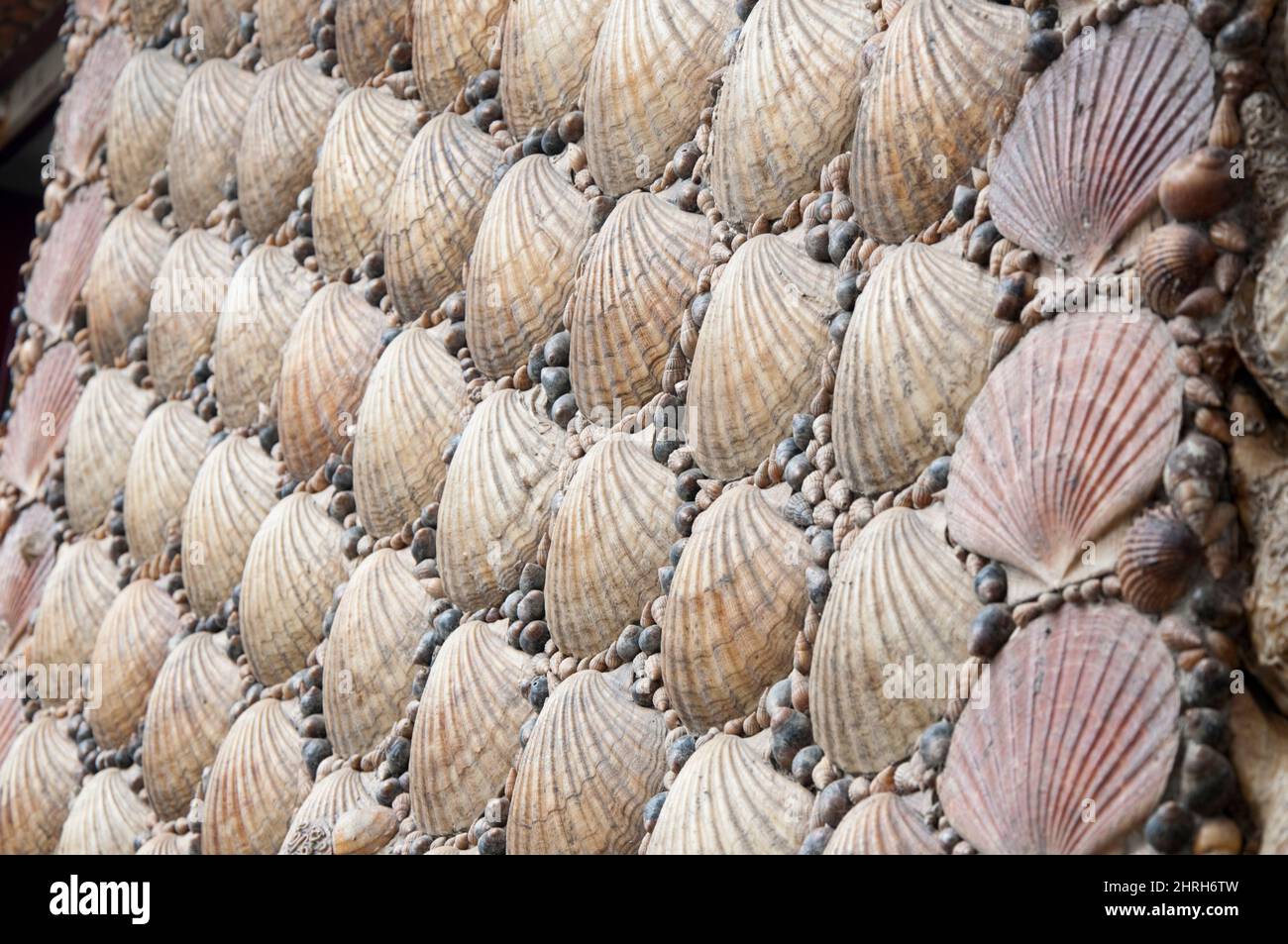 Natural background. Wall decorated with scallop shells in a row ...