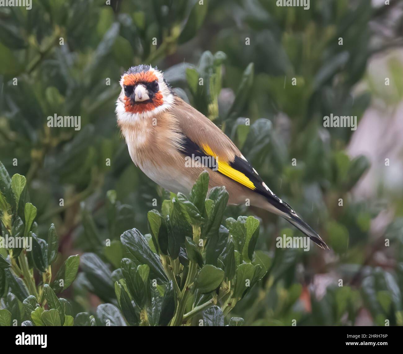 Close up of a European Goldfinch bird Stock Photo - Alamy