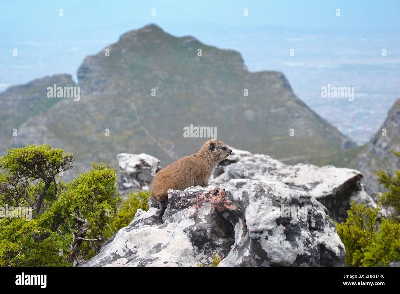 Rock Hyrax (dassie) or Procavia capensis in Table Mountain National ...