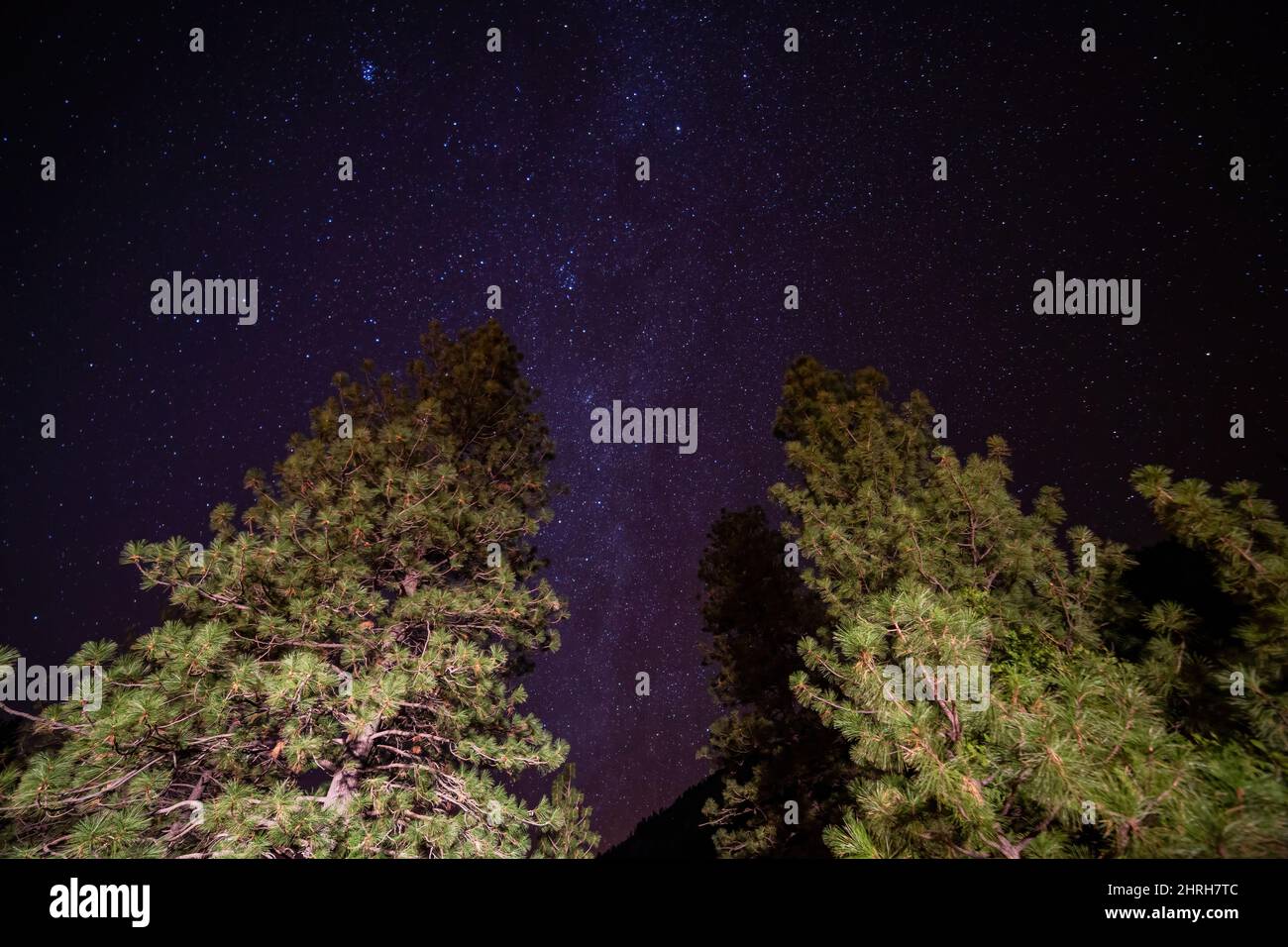 Night view of the tree landscape and milky way of Yosemite National ...