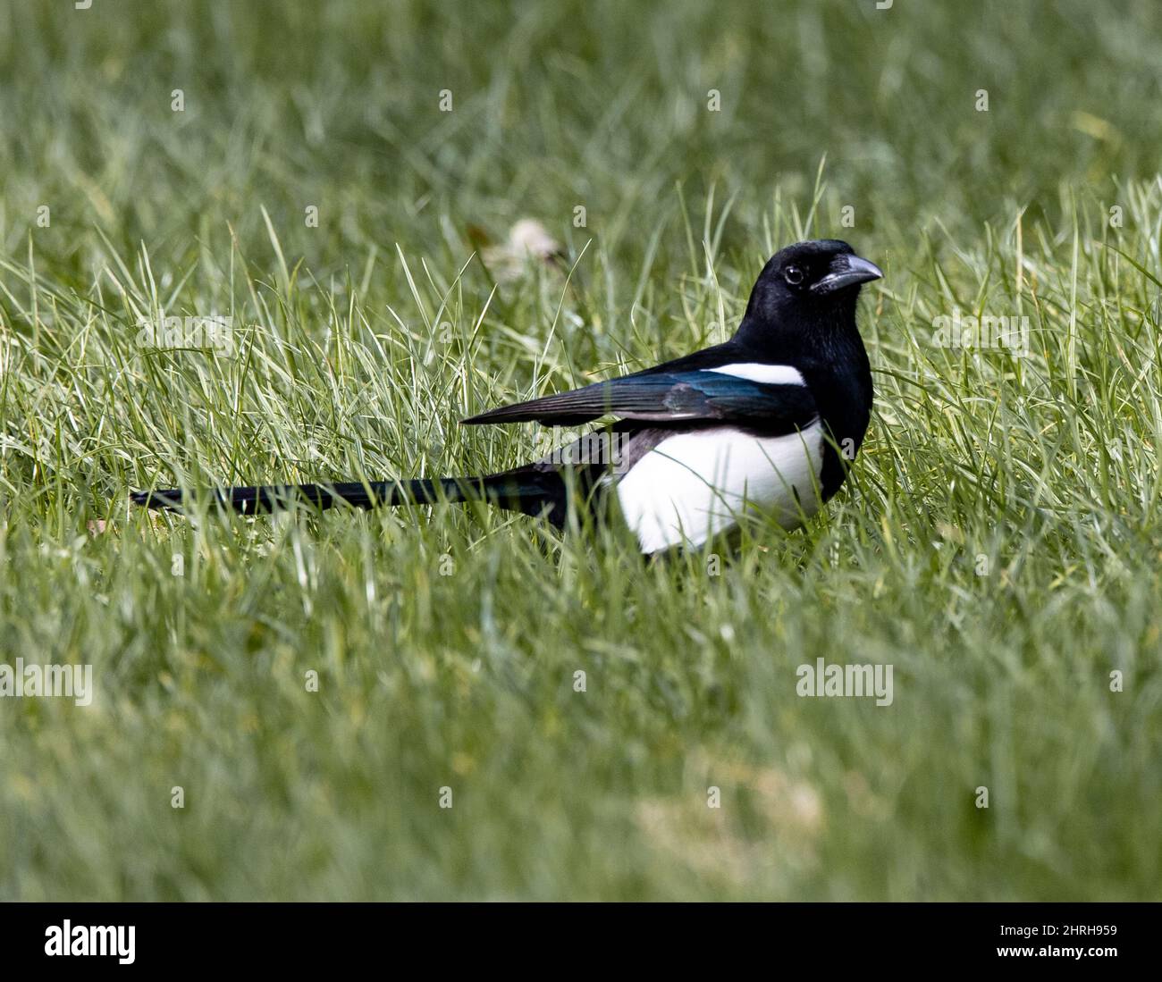 The magpie detail hi-res stock photography and images - Alamy