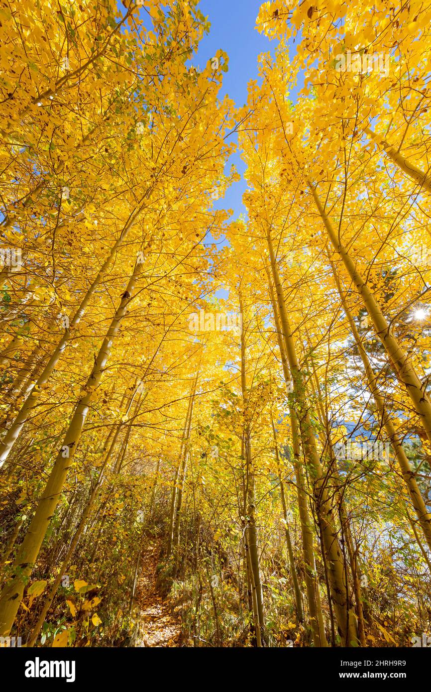 Sunny view of the fall color in June Lake Loop at California Stock ...