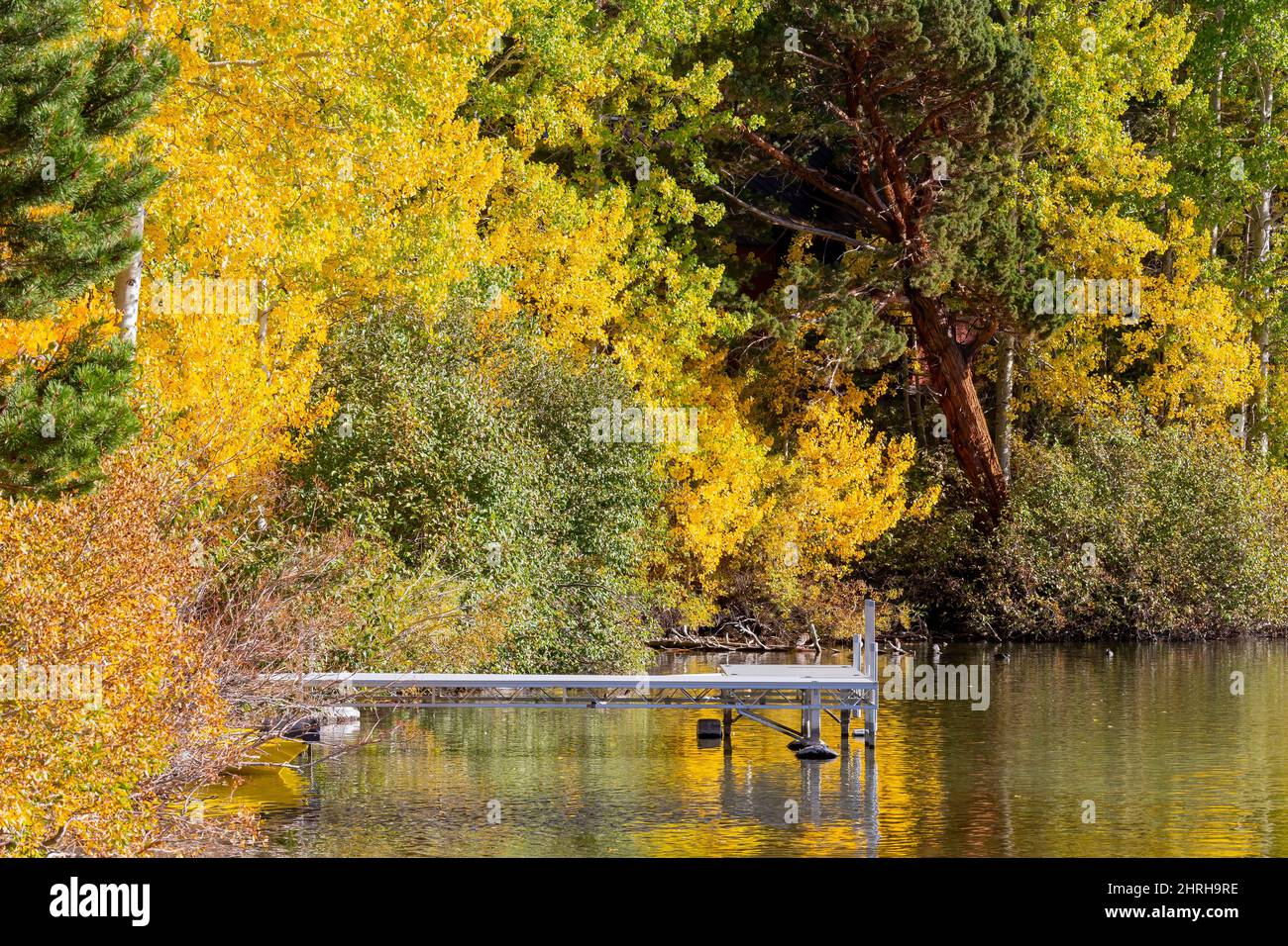 Sunny view of the fall color in June Lake Loop at California Stock ...