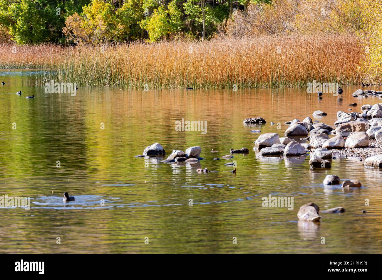 Sunny view of the fall color in June Lake Loop at California Stock ...