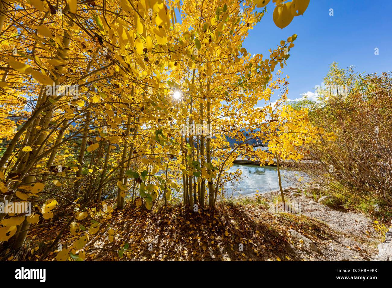 Sunny view of the fall color in June Lake Loop at California Stock ...