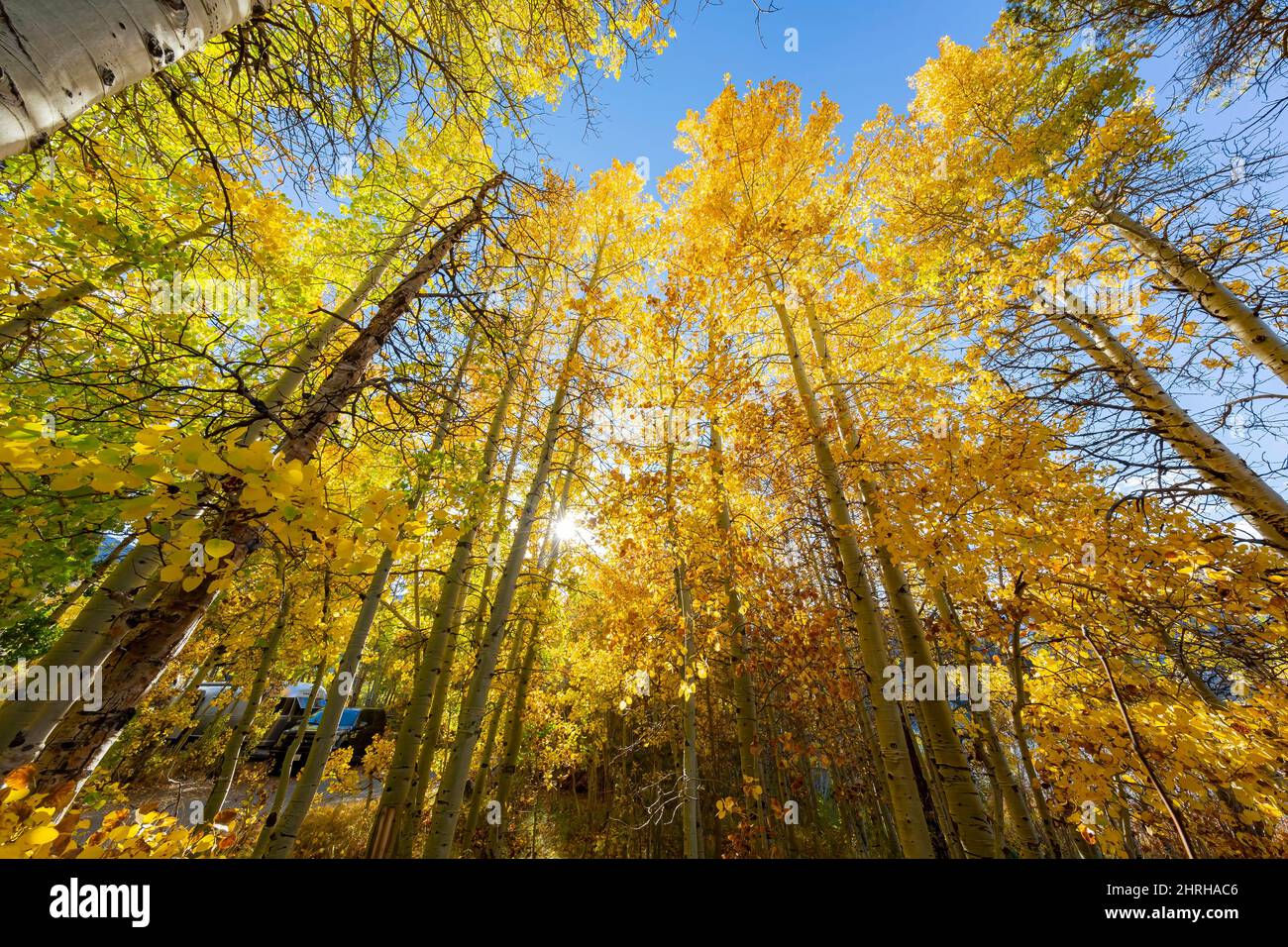 Sunny view of the fall color in June Lake Loop at California Stock ...