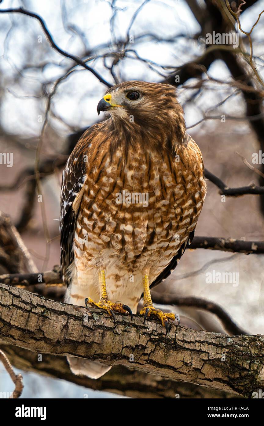 Red shouldered hawk on a tree branch Stock Photo - Alamy