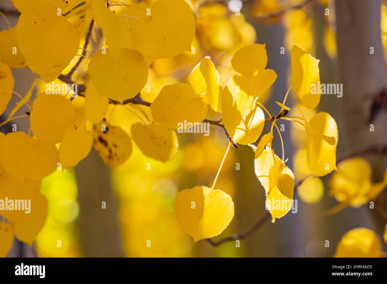 Close up shot of the fall color in June Lake Loop at California Stock ...