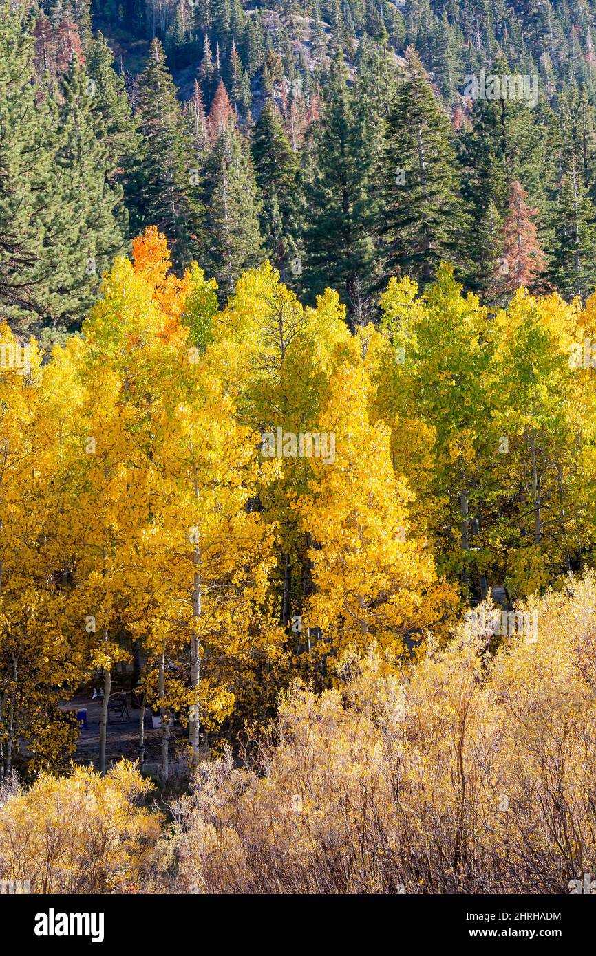 Sunny view of the fall color in June Lake Loop at California Stock ...