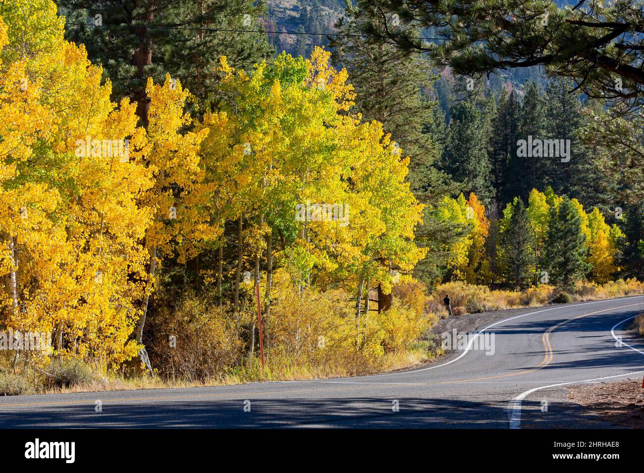 Sunny view of the fall color in June Lake Loop at California Stock ...