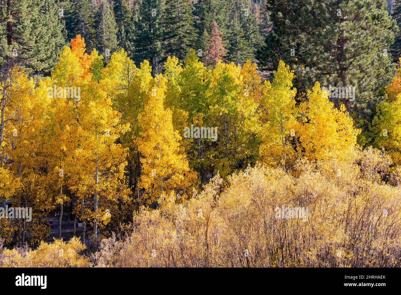 Sunny view of the fall color in June Lake Loop at California Stock ...