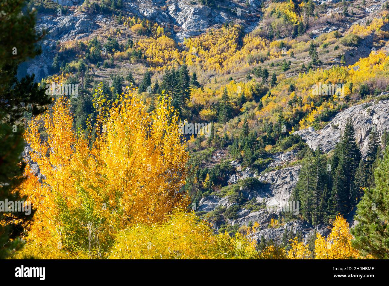 Sunny view of the fall color and waterfall in June Lake Loop at ...