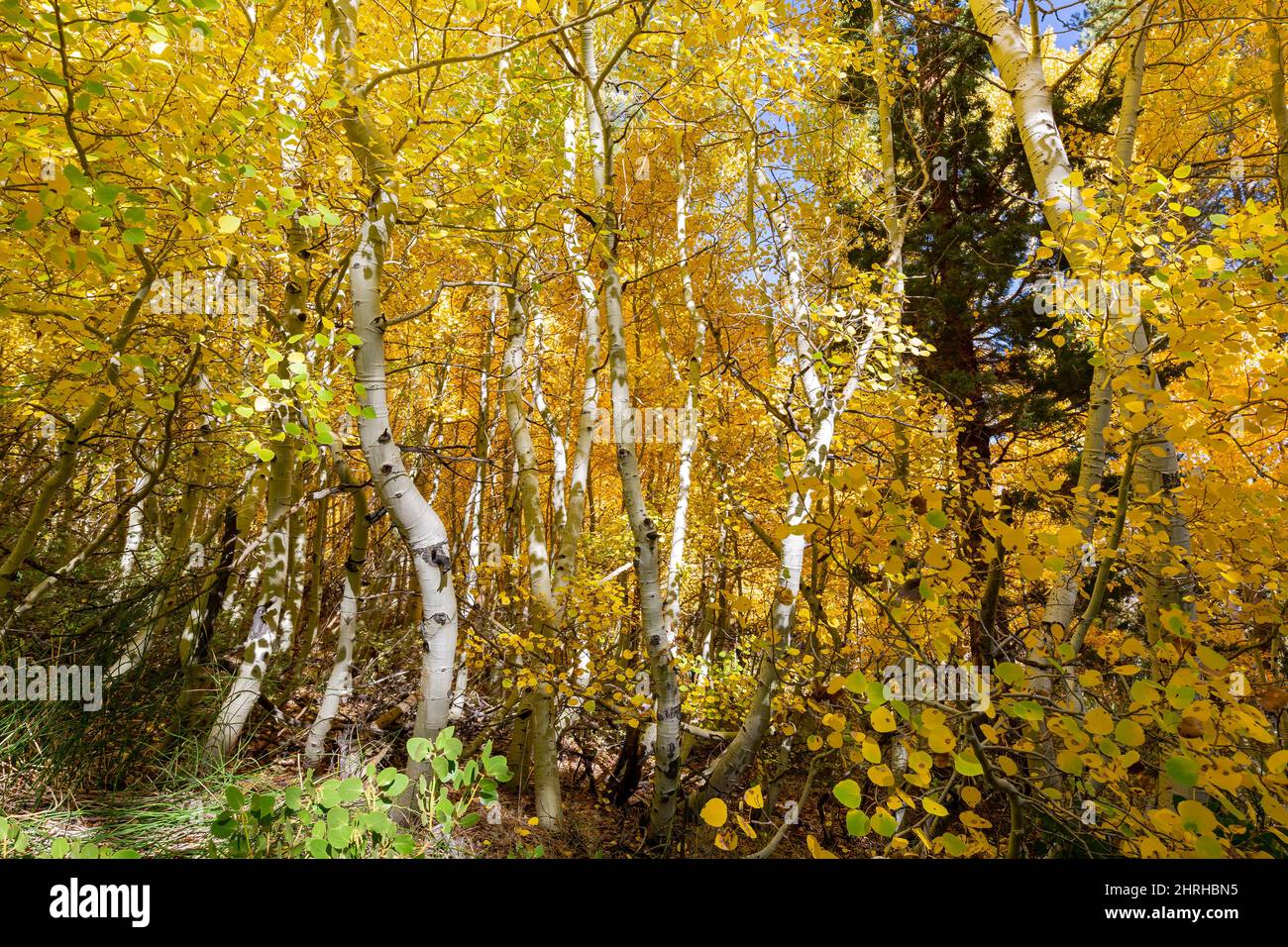 Sunny view of the fall color in June Lake Loop at California Stock ...