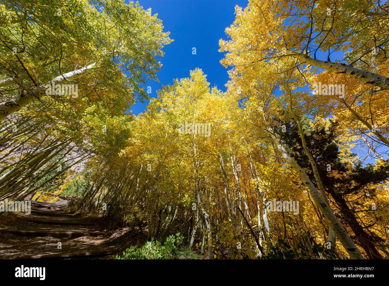Sunny view of the fall color in June Lake Loop at California Stock ...
