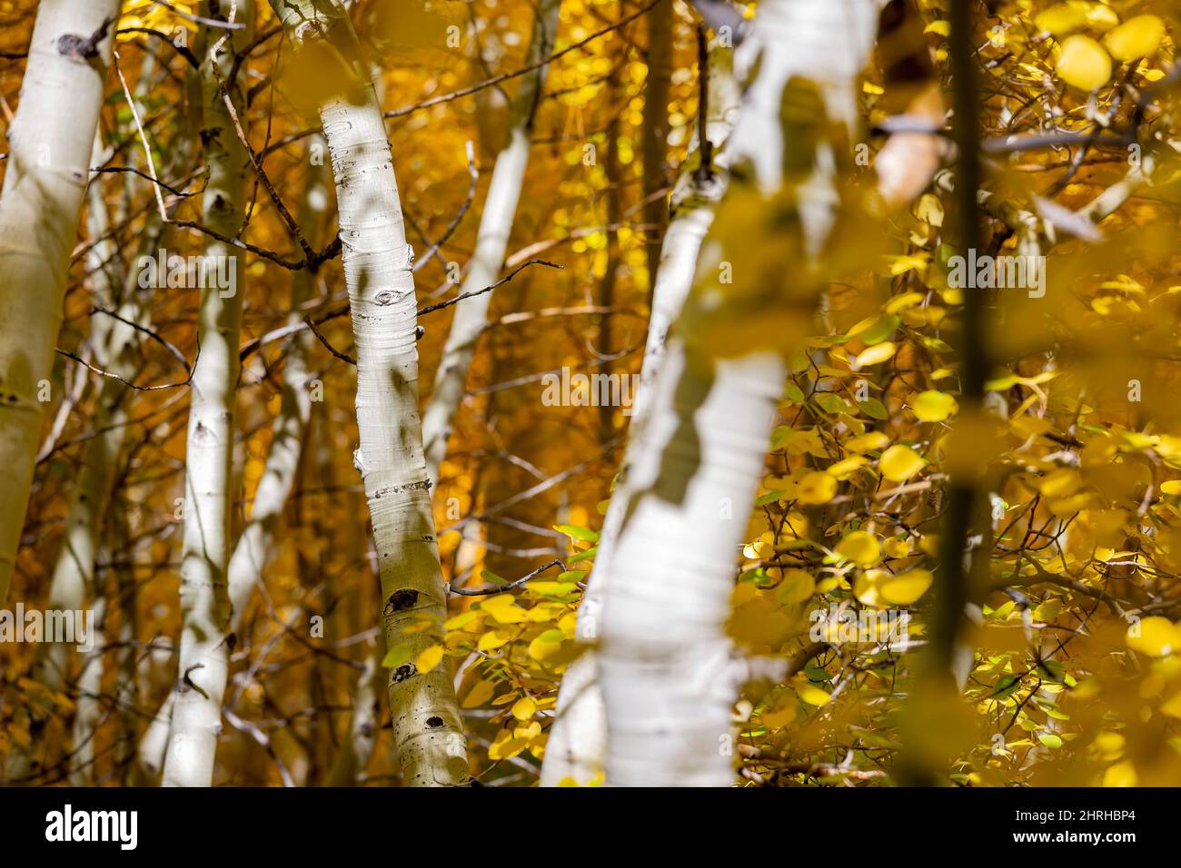 Sunny view of the fall color in June Lake Loop at California Stock ...