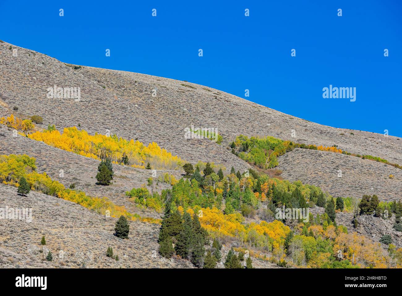 Sunny view of the fall color in June Lake Loop at California Stock ...