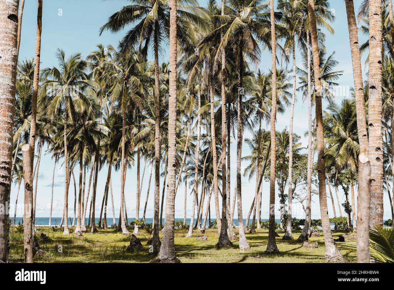 Beautiful view of a beach with palm trees in Cebu, Bantayan Stock Photo ...