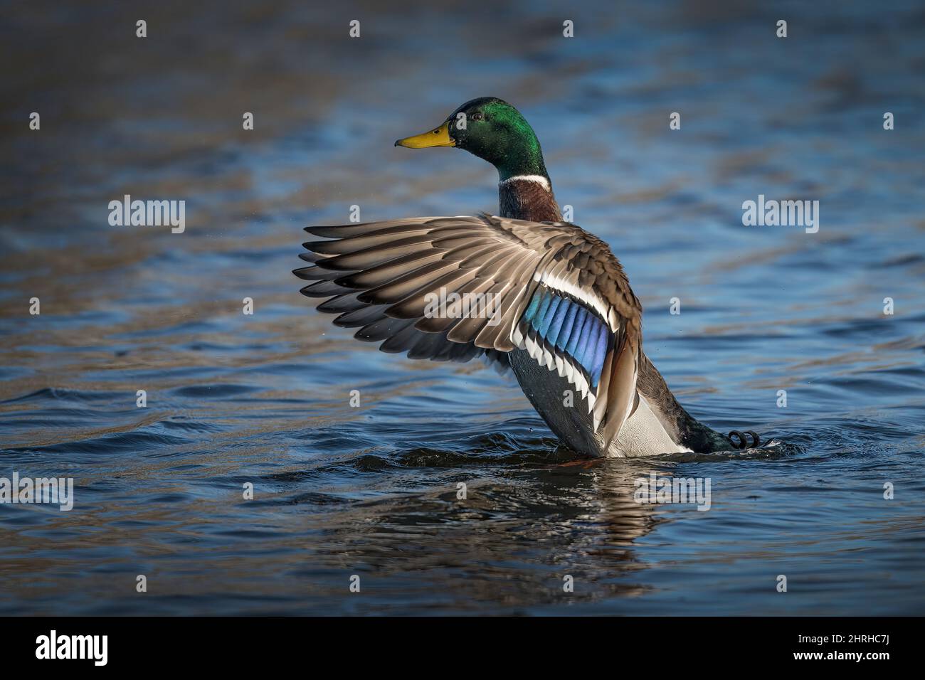 Mallard duck showing off his fine set of feathers Stock Photo - Alamy