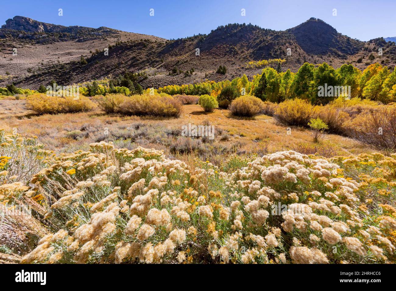 Sunny view of the fall color in June Lake Loop at California Stock ...