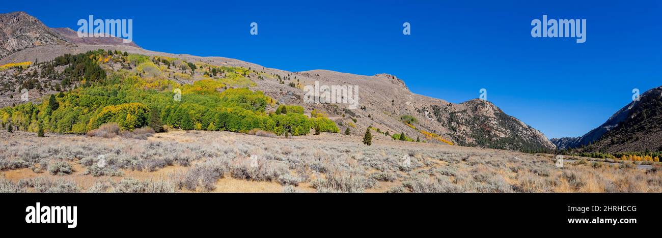 Sunny view of the fall color in June Lake Loop at California Stock ...