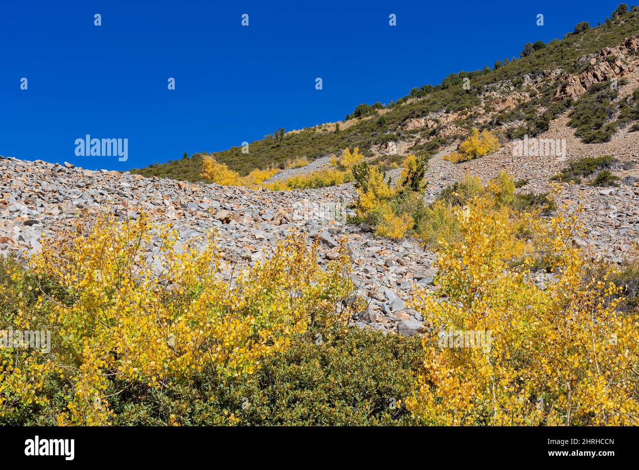 Sunny view of the fall color in June Lake Loop at California Stock ...