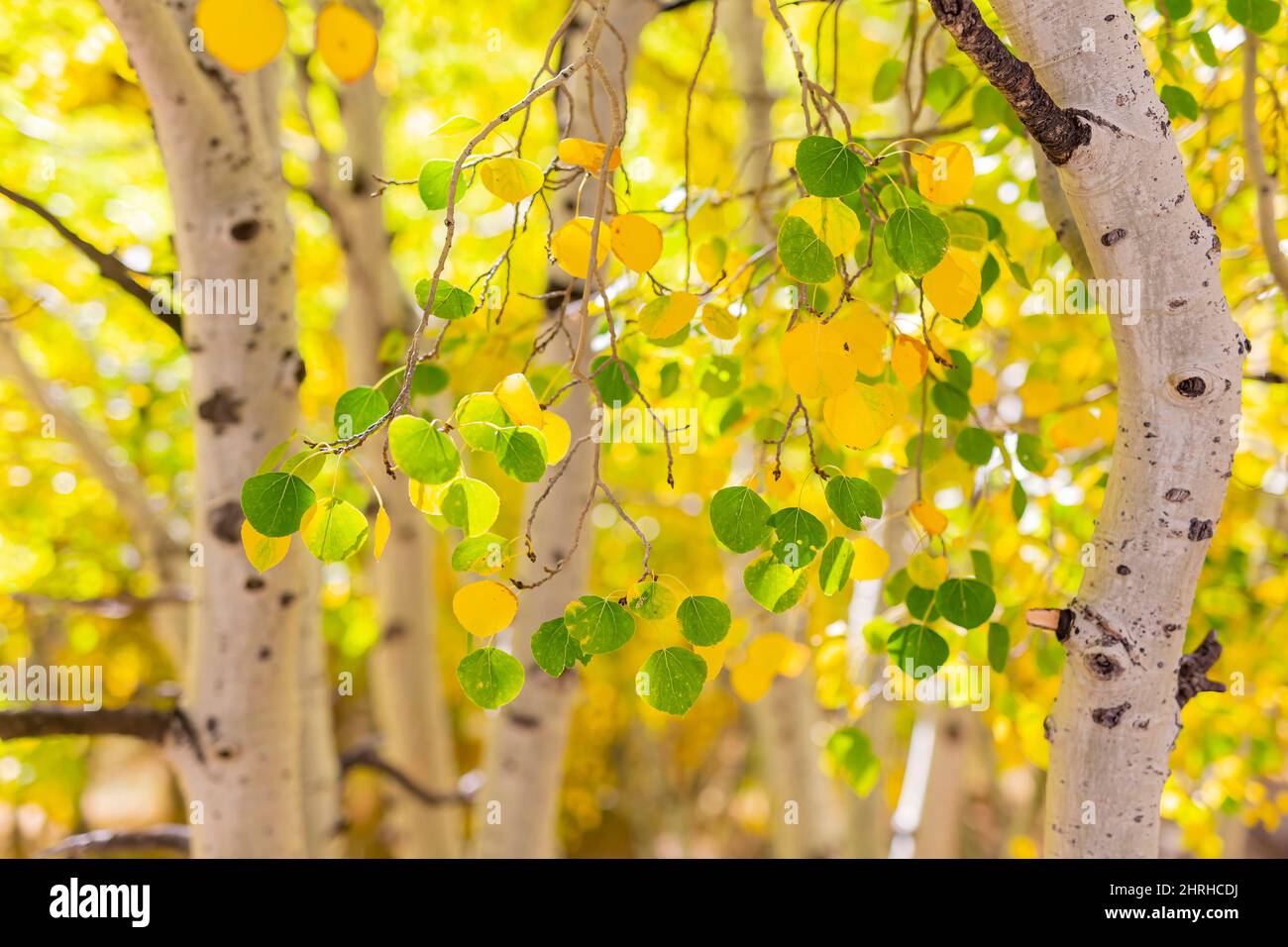 Sunny view of the fall color in June Lake Loop at California Stock ...