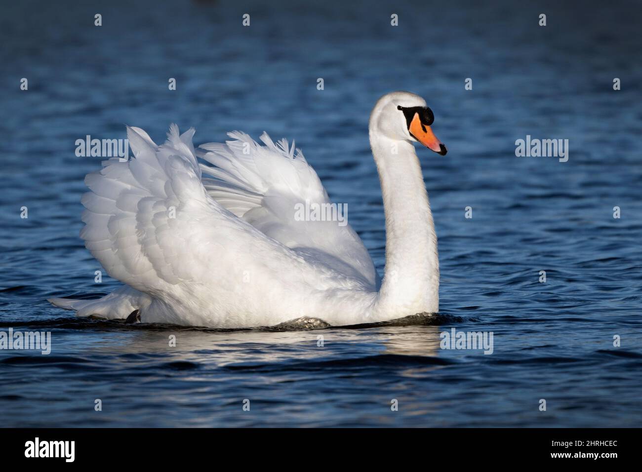 Queen elizabeth baby swan hi-res stock photography and images - Alamy