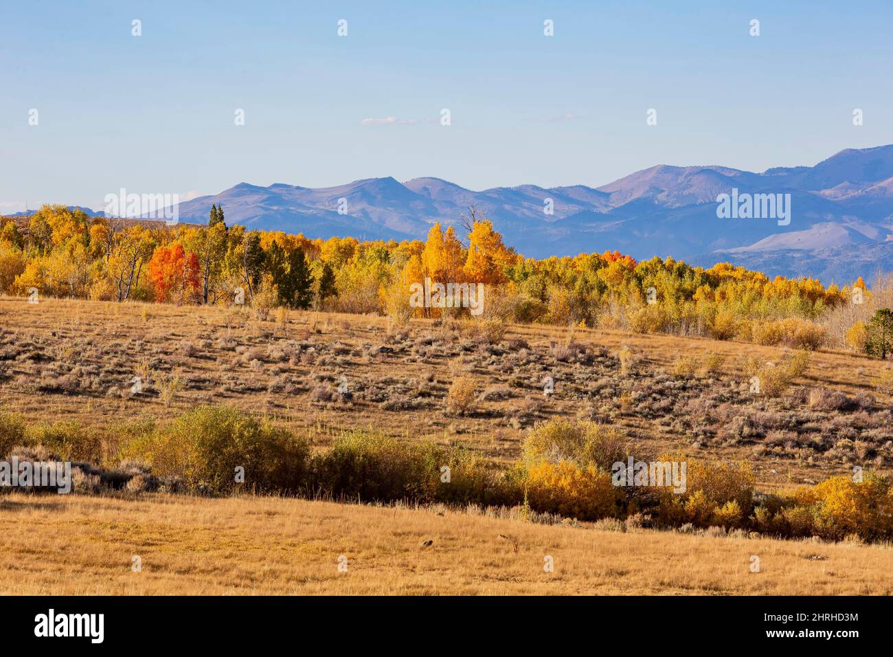 Sunny view of the fall color around Conway Summit at California Stock ...