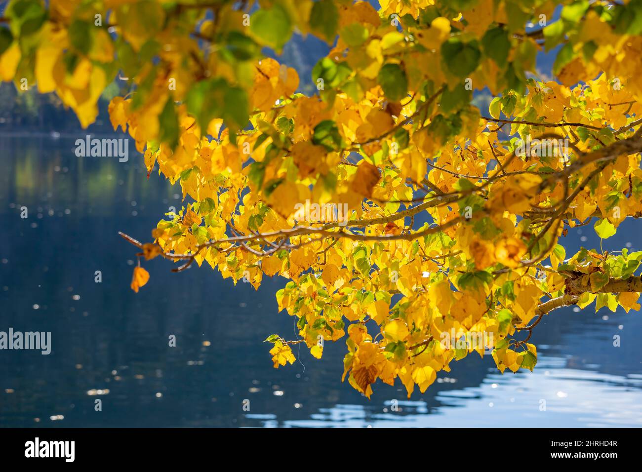 Sunny view of the fall color of Silver Lake at California Stock Photo ...