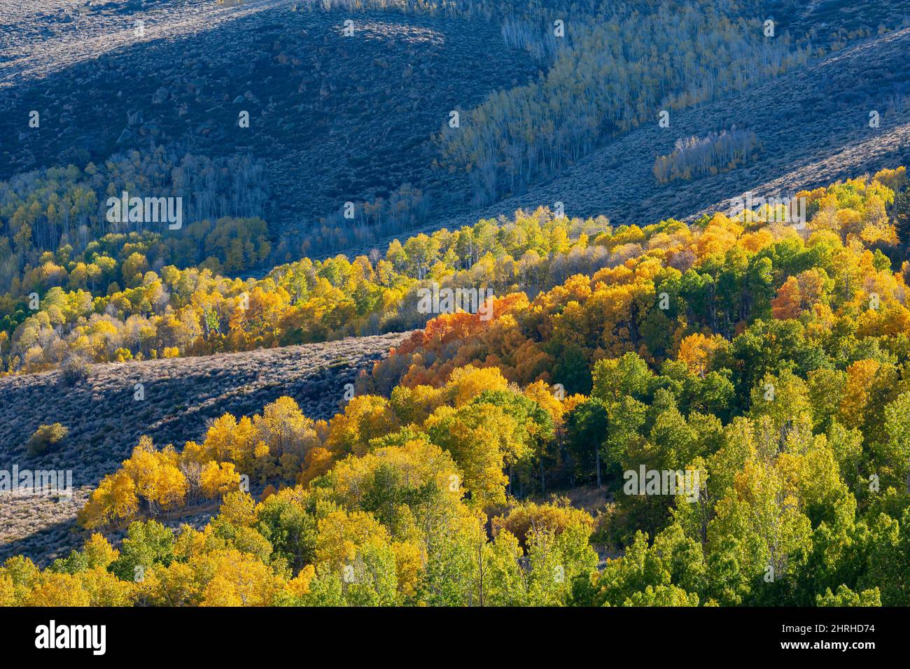 Sunny view of the fall color around Conway Summit at California Stock ...