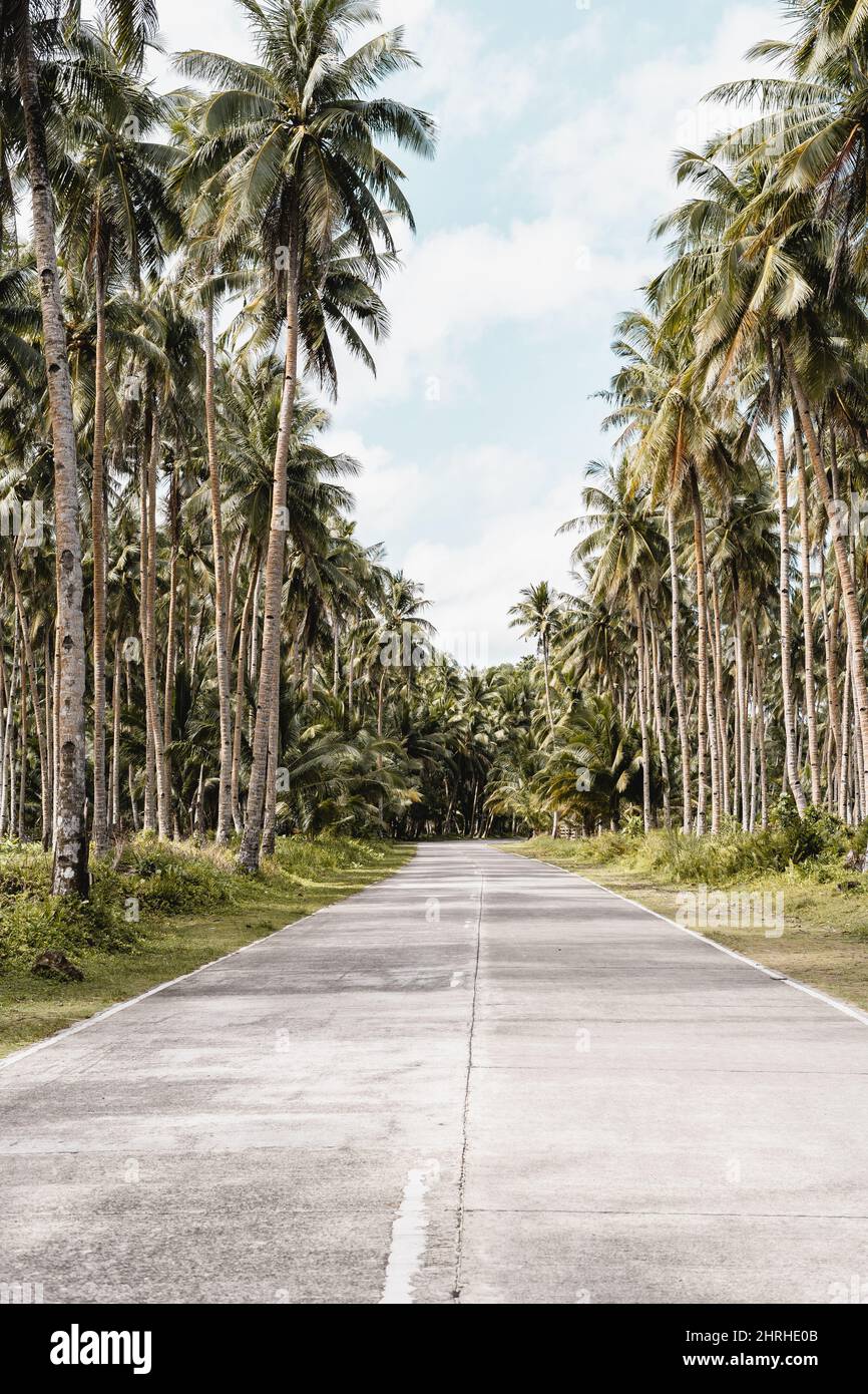 Beautiful view of a road with palm trees in Cebu, Bantayan Stock Photo ...