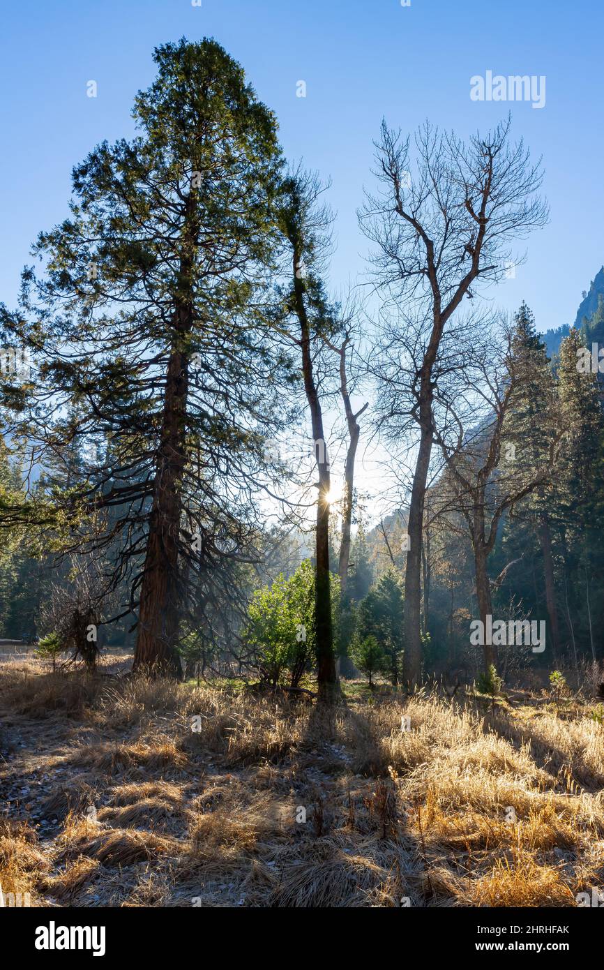 Daytime view of the beautiful Yosemite National Park at California ...