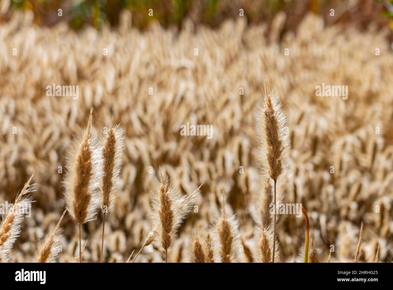Sunny view of the fall color of Pampas grass at Los Angeles County ...