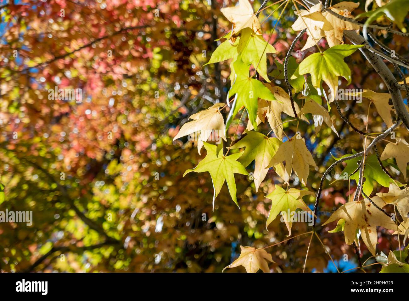 Sunny view of the fall color of Valyermo of Los Angeles County at ...