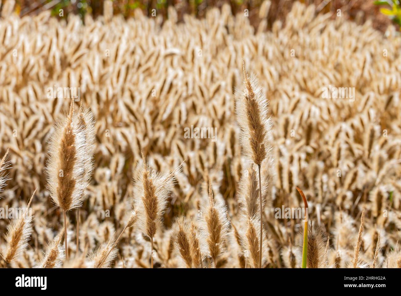 Sunny view of the fall color of Pampas grass at Los Angeles County ...