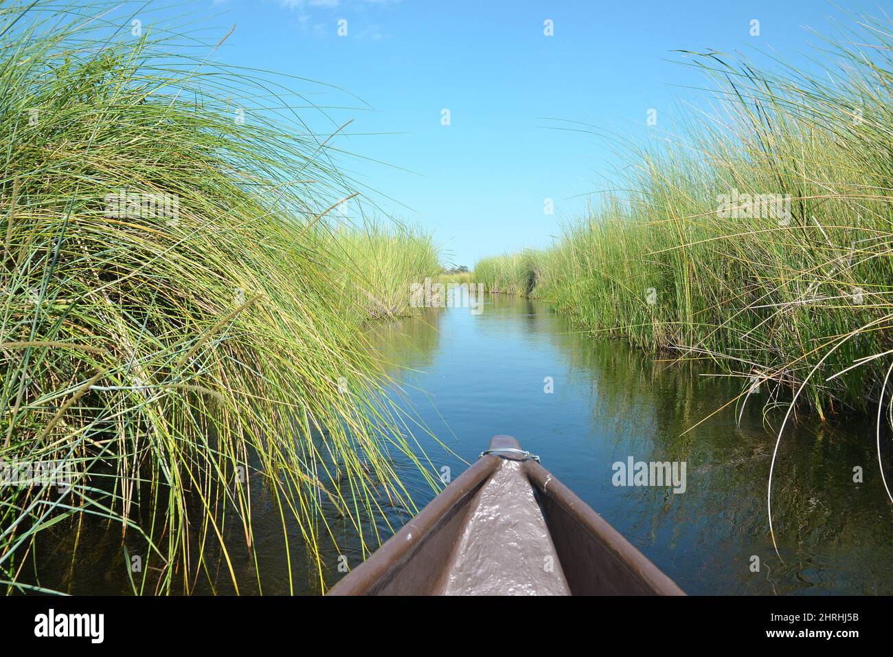 Okavango delta, plants growing from water, grass. Taken from a boat ...