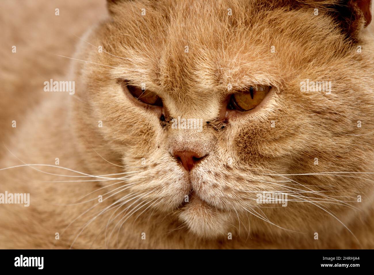 Cat looking angry hi-res stock photography and images - Alamy