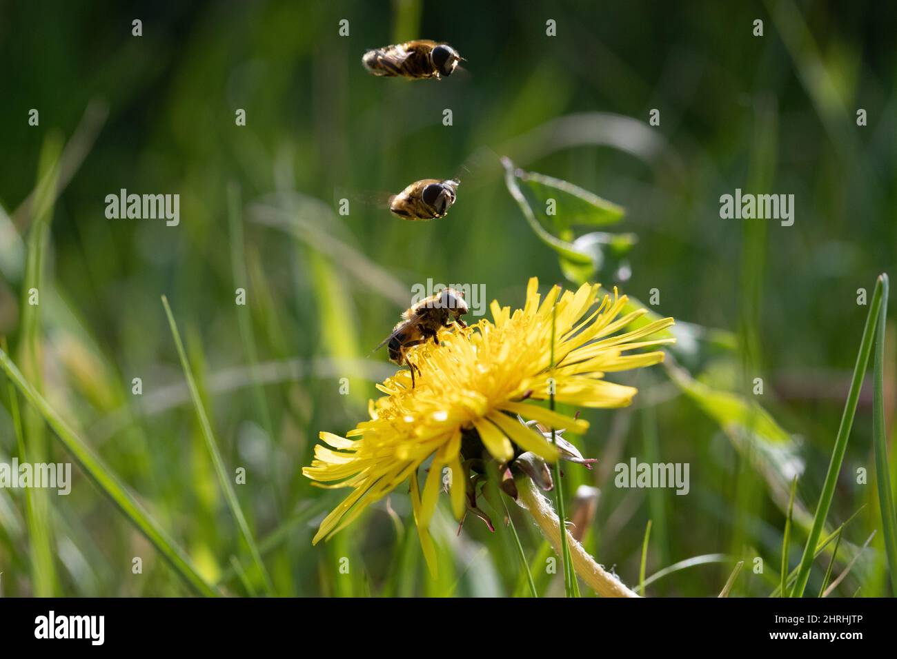 Closeup of the phases of the hoverfly landing on the dandelion Stock Photo - Alamy
