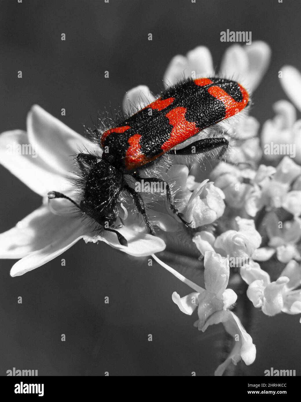 Trichodes apiarius on flower hi-res stock photography and images - Alamy