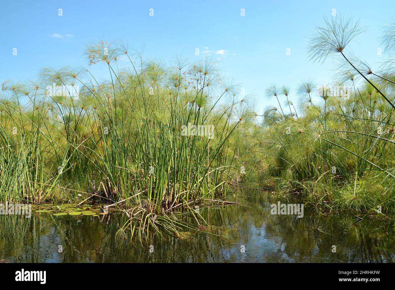 Papyrus swamp vegetation hi-res stock photography and images - Alamy