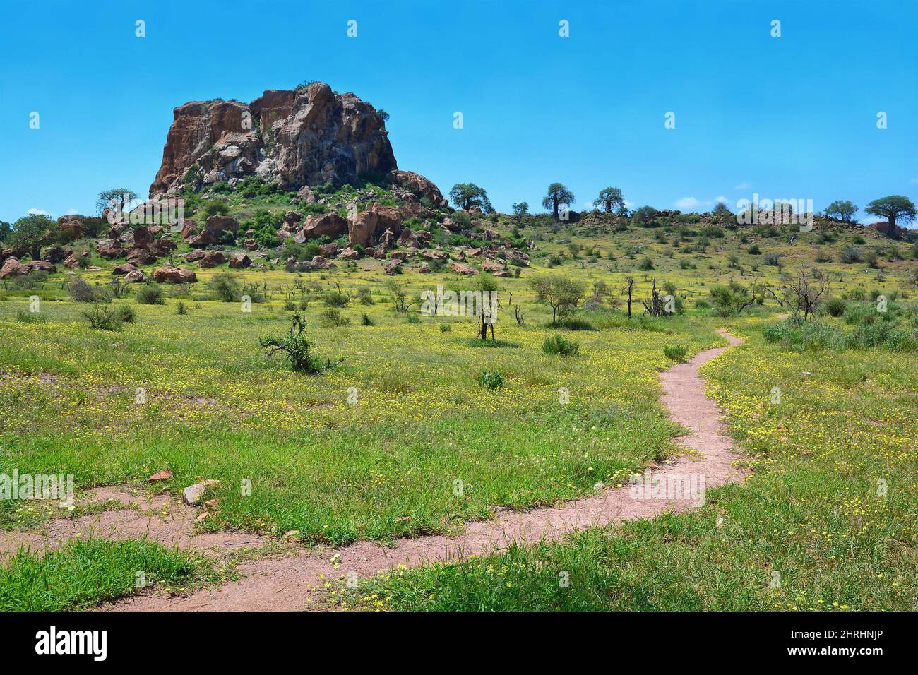 Landscape in Mapungubwe National Park, South Africa Stock Photo - Alamy