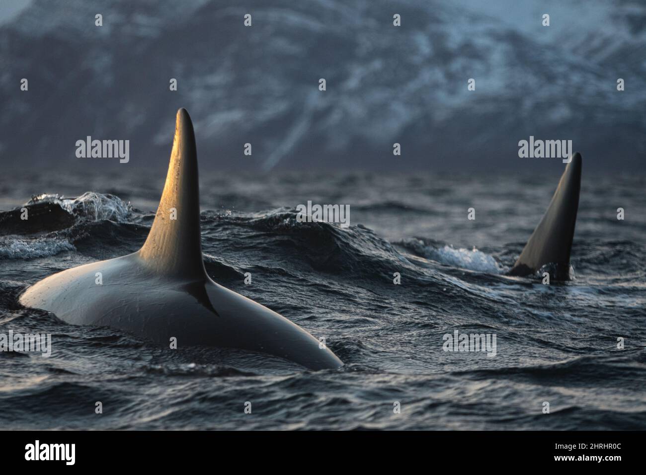 Dorsal fins of two orca whales swimming in the ocean Stock Photo - Alamy