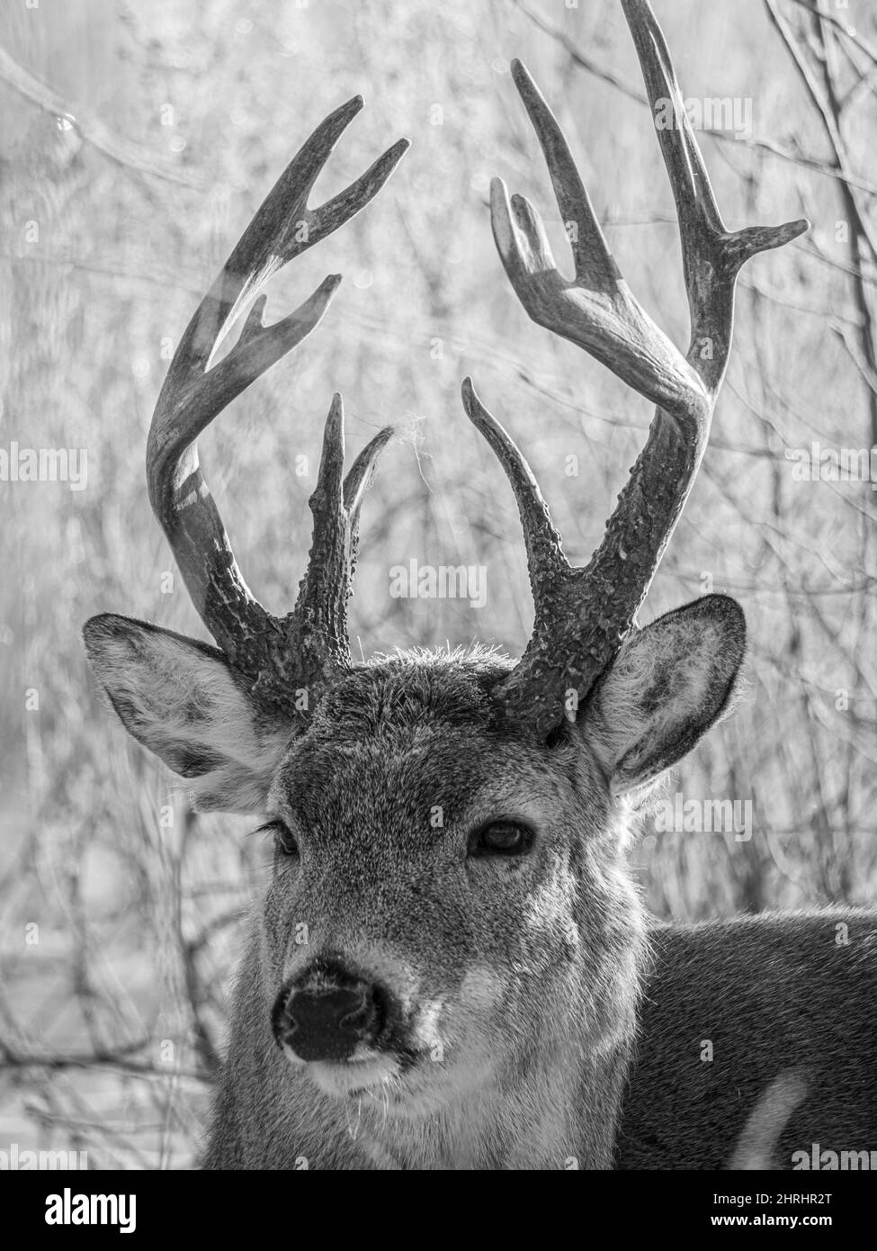 Face of a deer Black and White Stock Photos & Images - Alamy